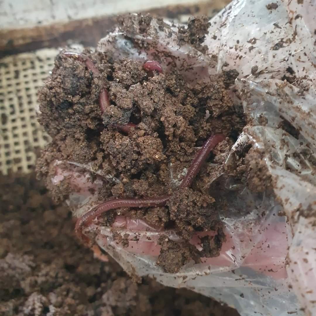 Live and Big African Nightcrawler Earthworms for Composting and ...