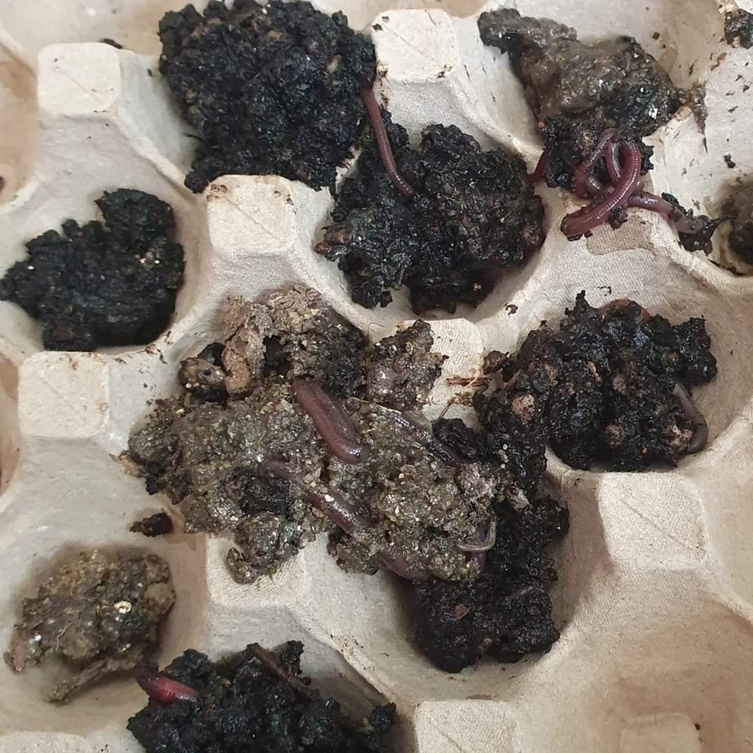 Live and Big African Nightcrawler Earthworms for Composting and ...