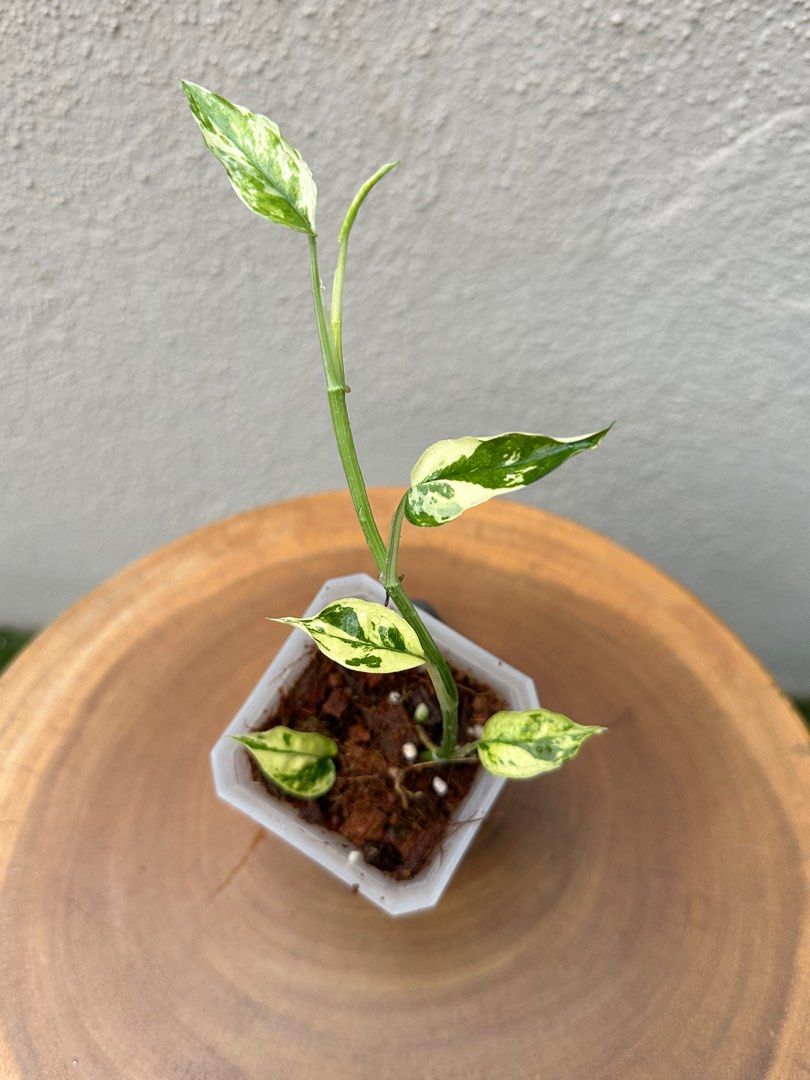 Epipremnum Cebu Blue Variegated, Furniture & Home Living, Gardening ...