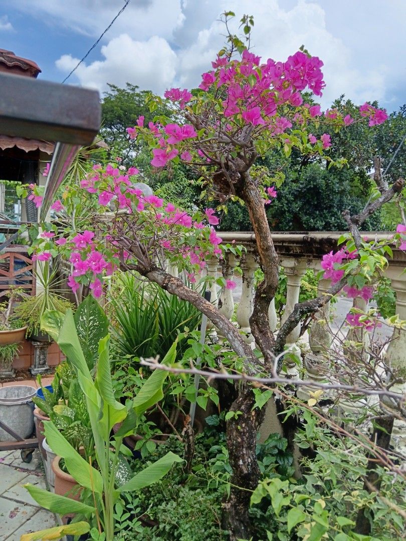 Pokok bunga kertas, Furniture & Home Living, Gardening, Plants & Seeds ...