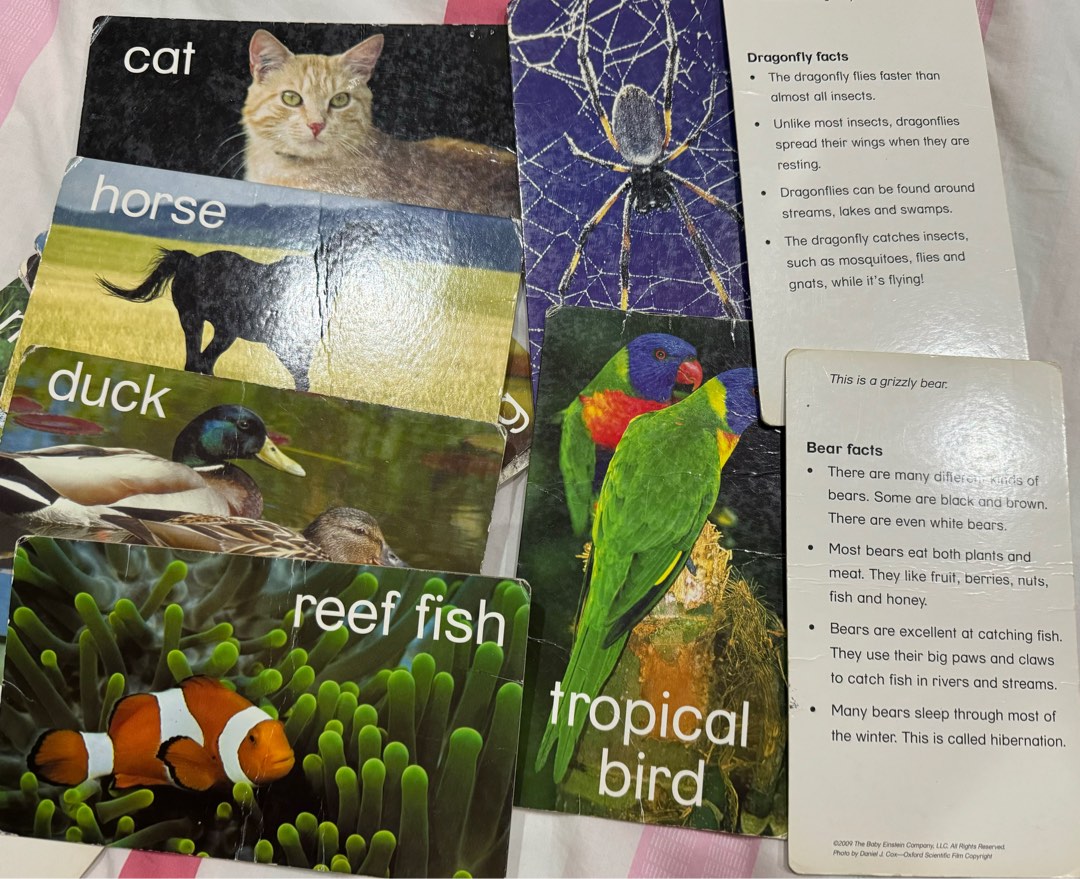 Baby Einstein Animal Discovery Cards, Hobbies & Toys, Toys & Games on ...