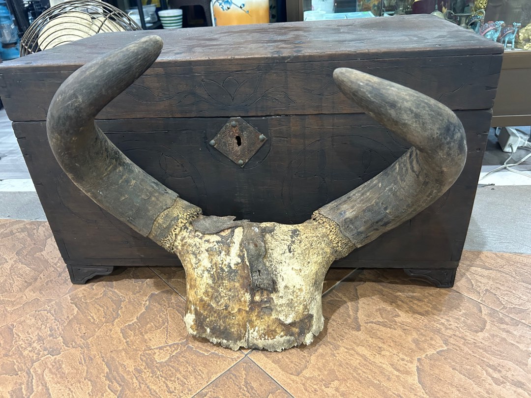 Carabao Horn, Hobbies & Toys, Memorabilia & Collectibles, Vintage ...