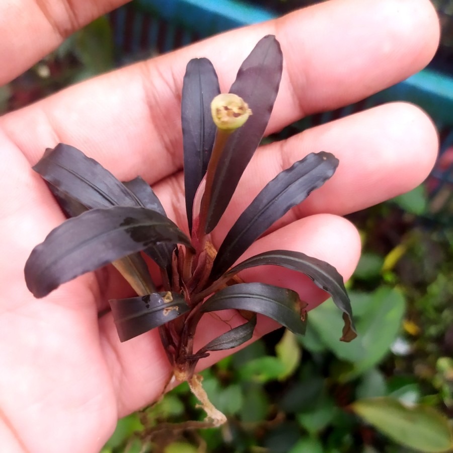 Bucephalandra Splendor Purple Per Rhizome, Furniture & Home Living ...