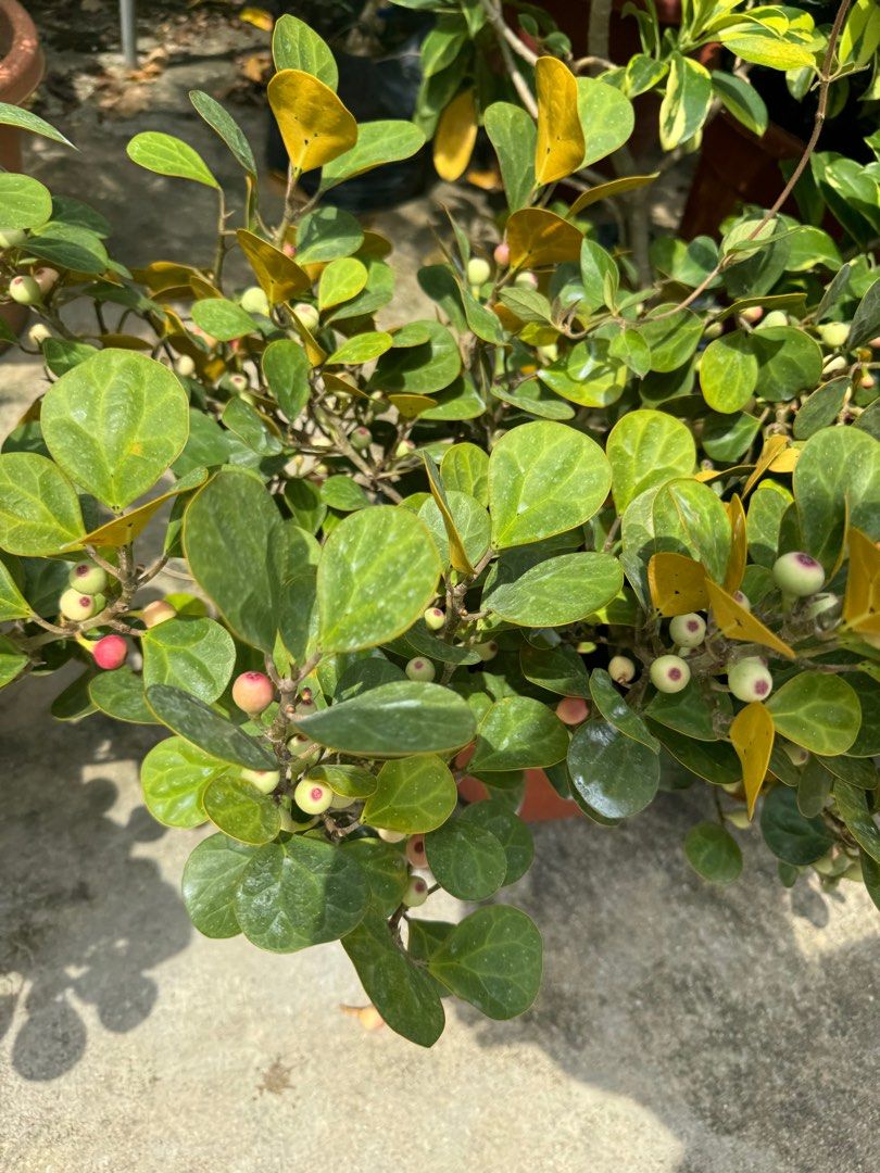 Ficus Deltoidea Gold tree machuta live plant free organic fertiliser 0 ...