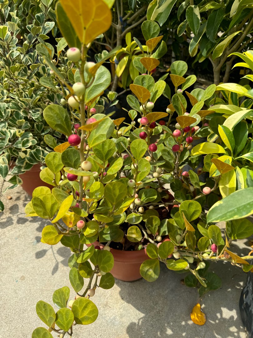 Ficus Deltoidea Gold tree machuta live plant free organic fertiliser 0 ...