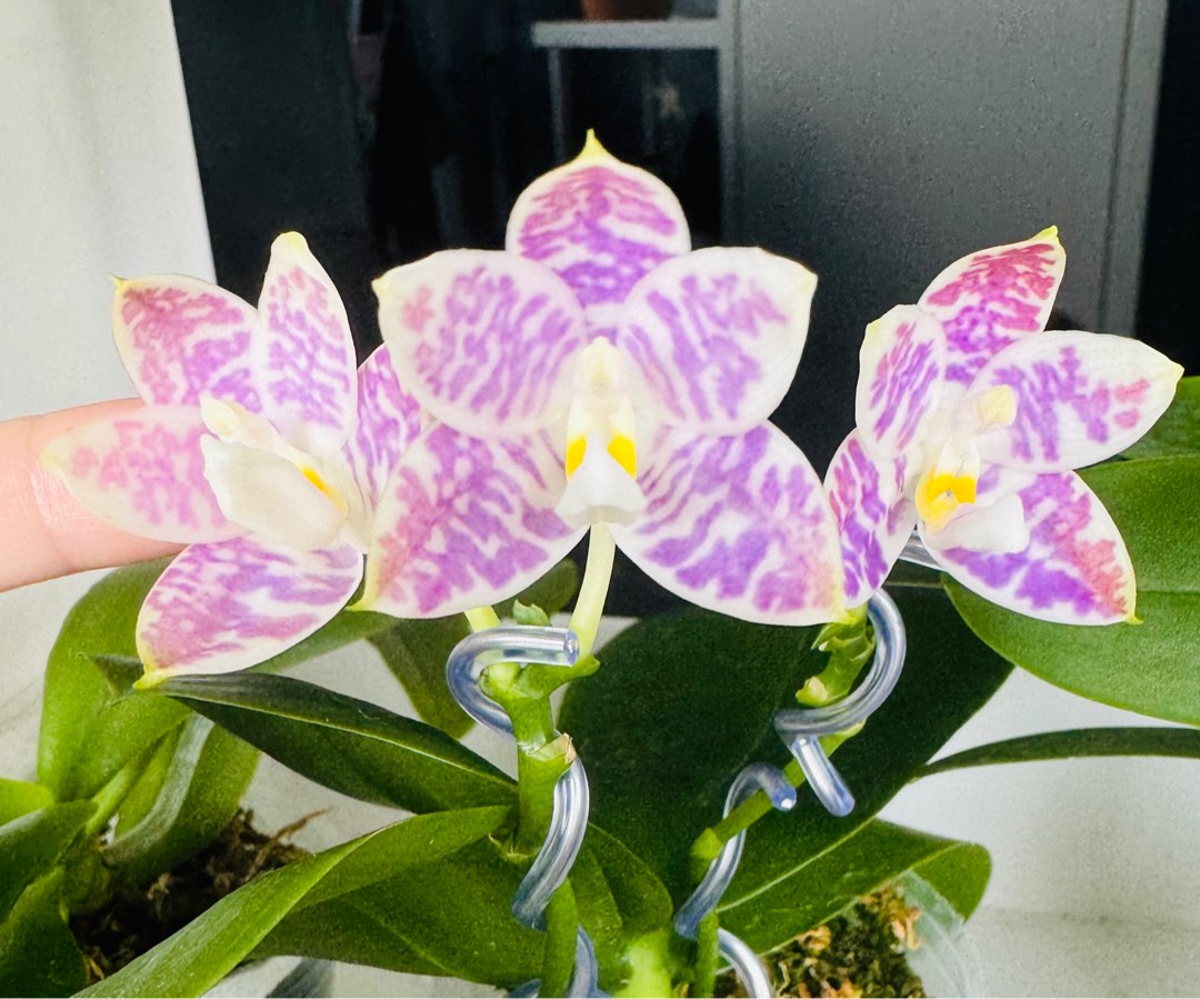 H-837 Phal Yang yang blue surprise x lioulin blue parrot, Furniture ...