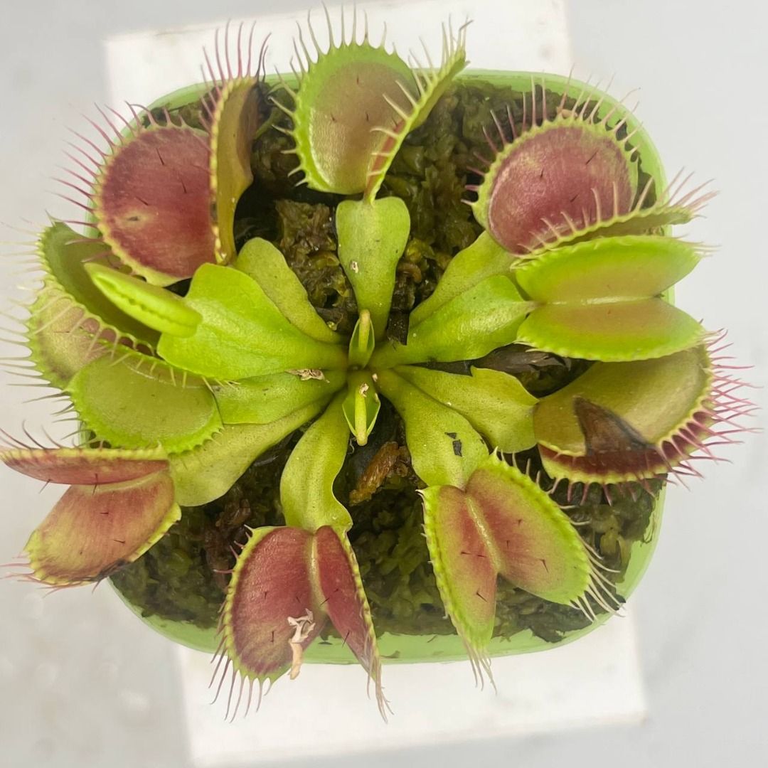 Living potted Venus flytrap for sale, Furniture & Home Living ...