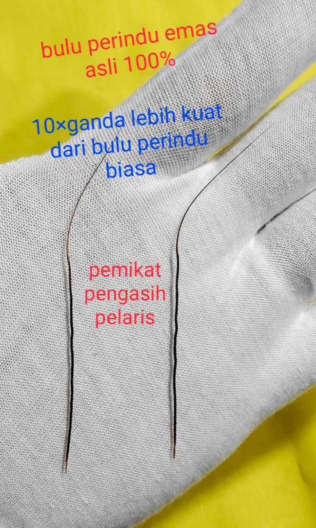 Bulu perindu emas sepasang 100% asli sesuai letak dalam dompet, Hobbies ...