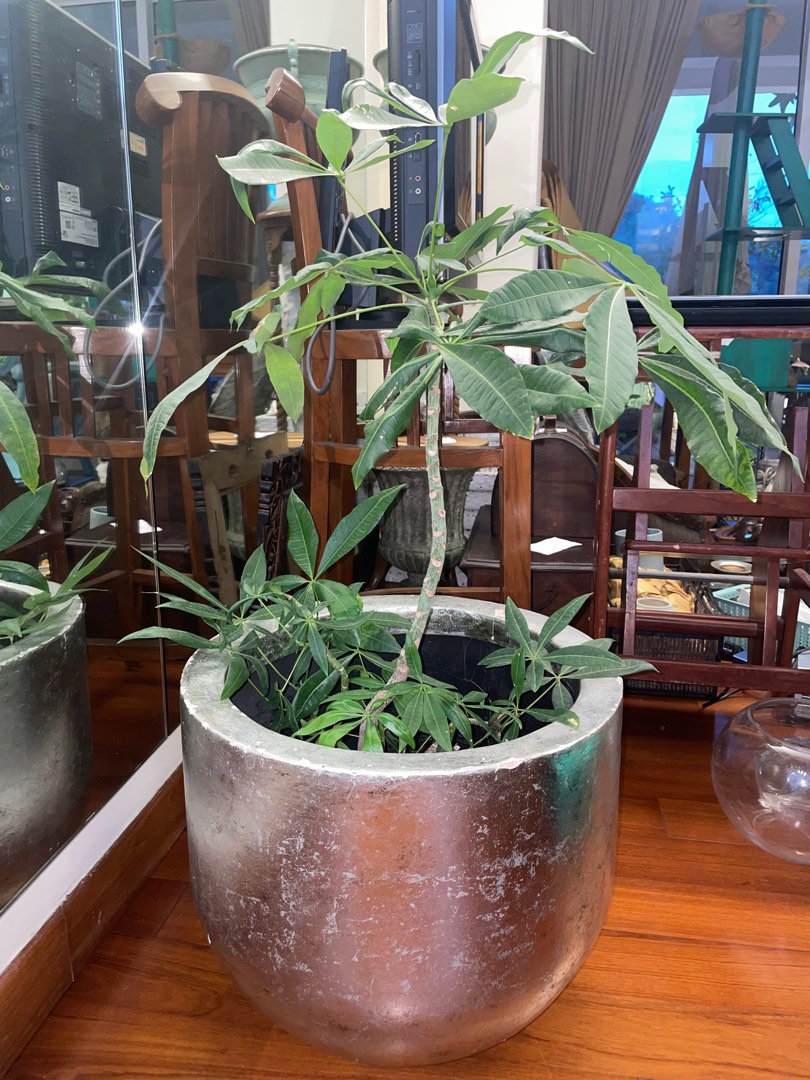 Big silver pot with big plant, Furniture & Home Living, Gardening, Pots ...