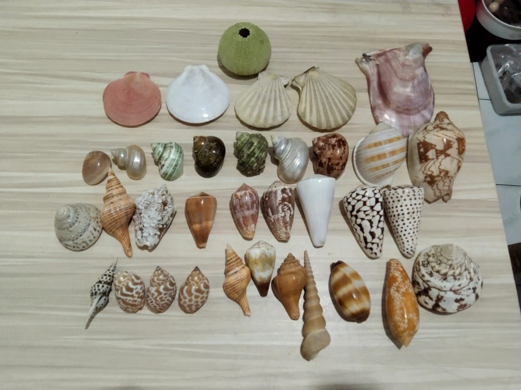 Cangkang Keong Dan Kerang Asli Borongan Kuno Jadul Antik, Antik ...