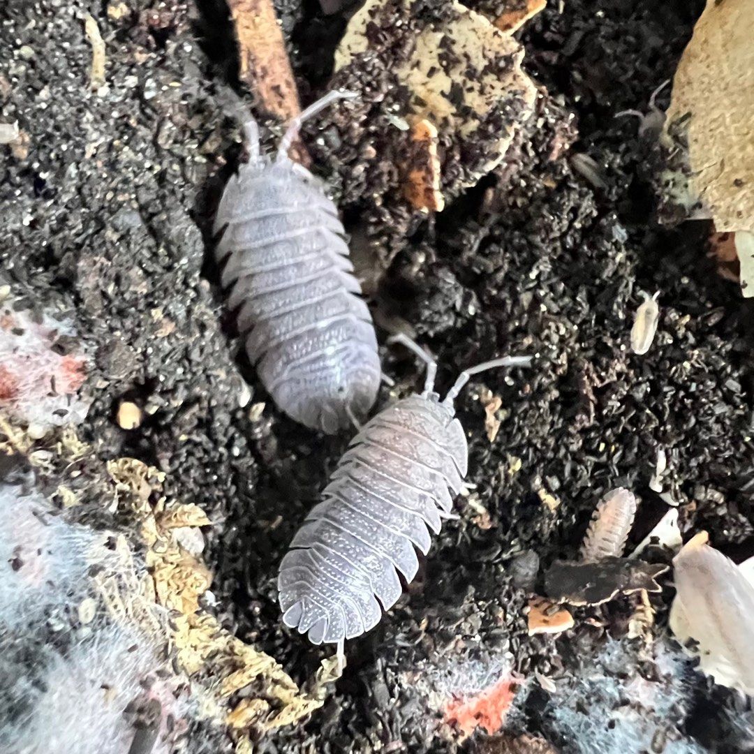 15 x Armadillidium peraccae Isopod, Pet Supplies, Homes & Other Pet ...