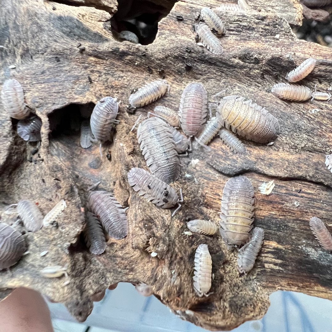 15 x Armadillidium peraccae Isopod, Pet Supplies, Homes & Other Pet ...