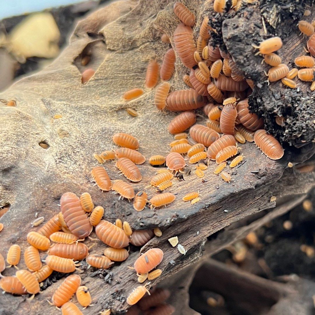 15 x Cubaris murina 'Mandarin', Pet Supplies, Homes & Other Pet ...