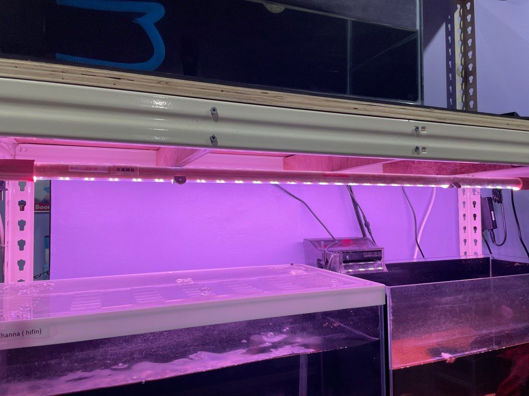 Mayin super color plus, Pet Supplies, Homes & Other Pet Accessories on ...