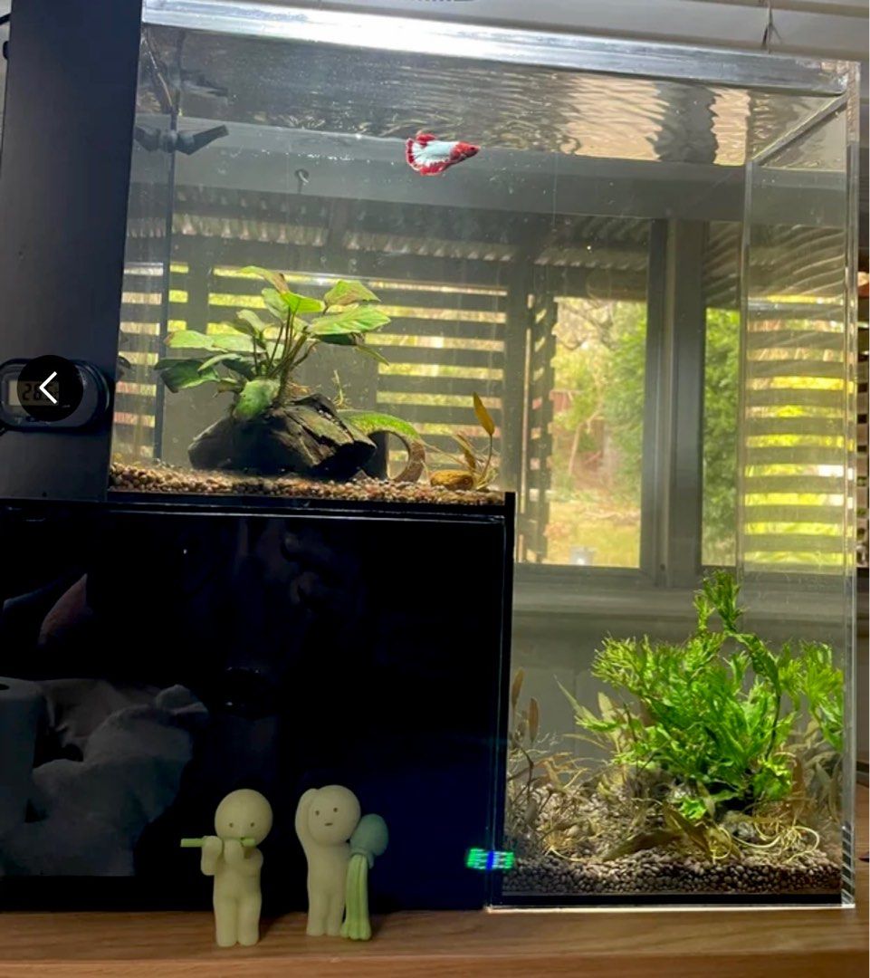 Dymax IQ9 Drop Off Tank, Pet Supplies, Homes & Other Pet Accessories on ...