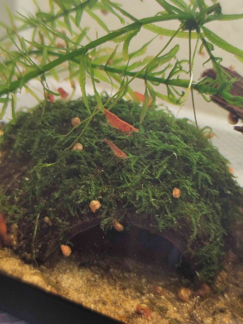 20pcs x RED RAMSHORN SNAIL BABY BABIES AQUARIUM AQUATIC ALGAE EATER ...