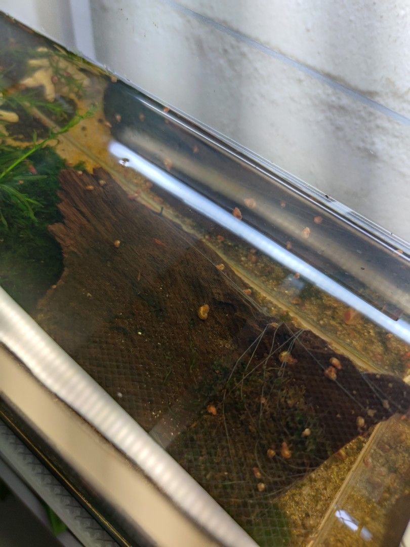 20pcs x RED RAMSHORN SNAIL BABY BABIES AQUARIUM AQUATIC ALGAE EATER ...