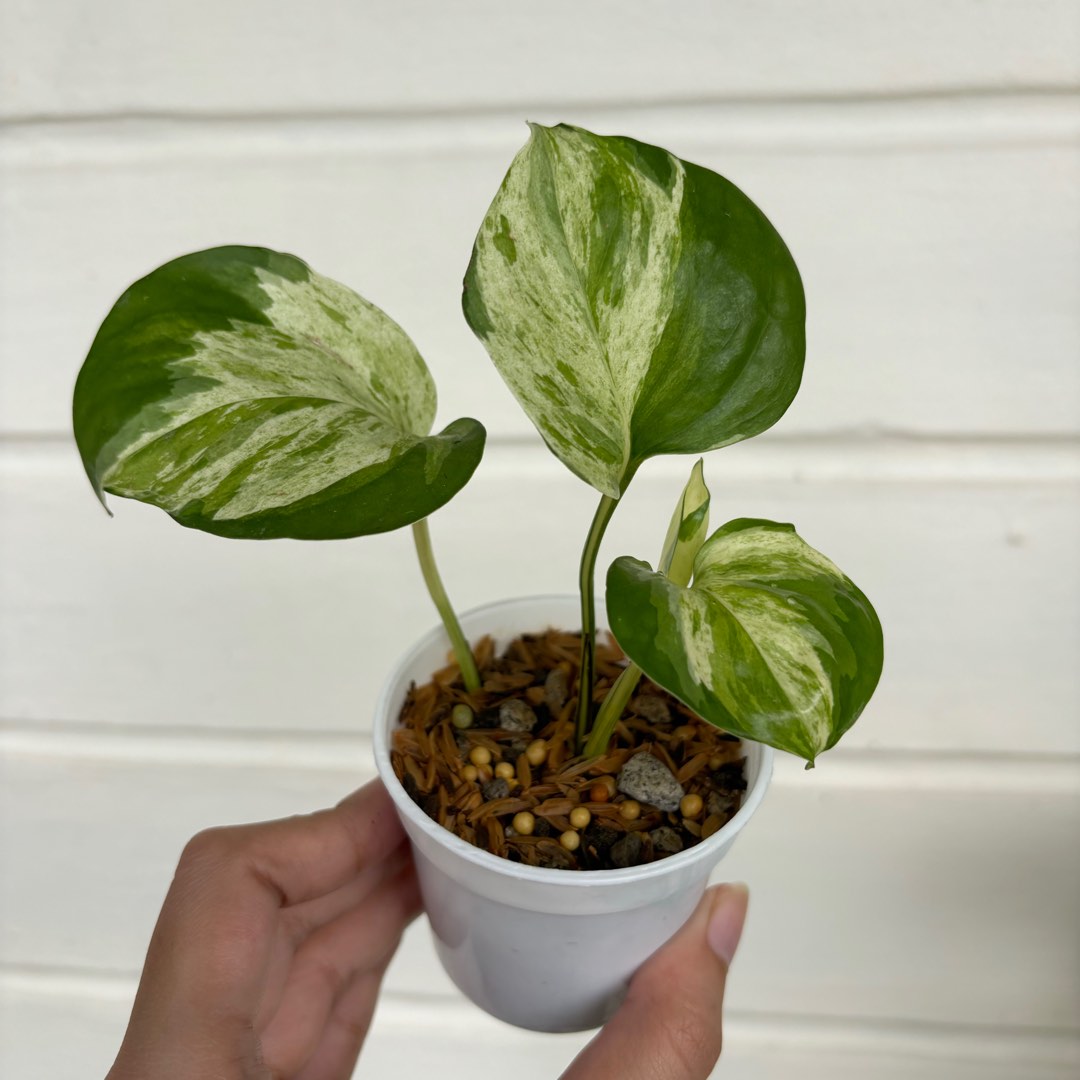Manjula Pothos in small white pot, Furniture & Home Living, Gardening ...