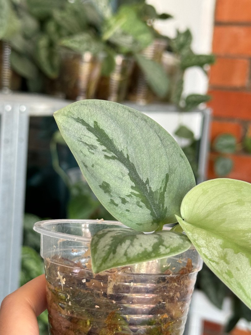 Scindapsus Silver Knight, Furniture & Home Living, Gardening, Plants ...