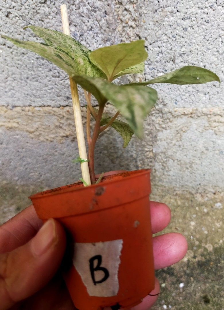 Piper sylvaticum varigated, Furniture & Home Living, Gardening, Plants ...