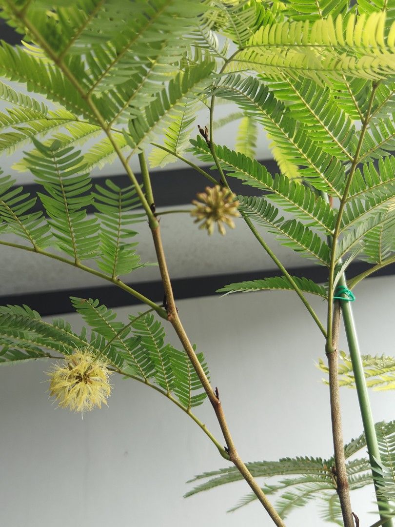 Japanese Ever Fresh Tree, Furniture & Home Living, Gardening, Plants ...