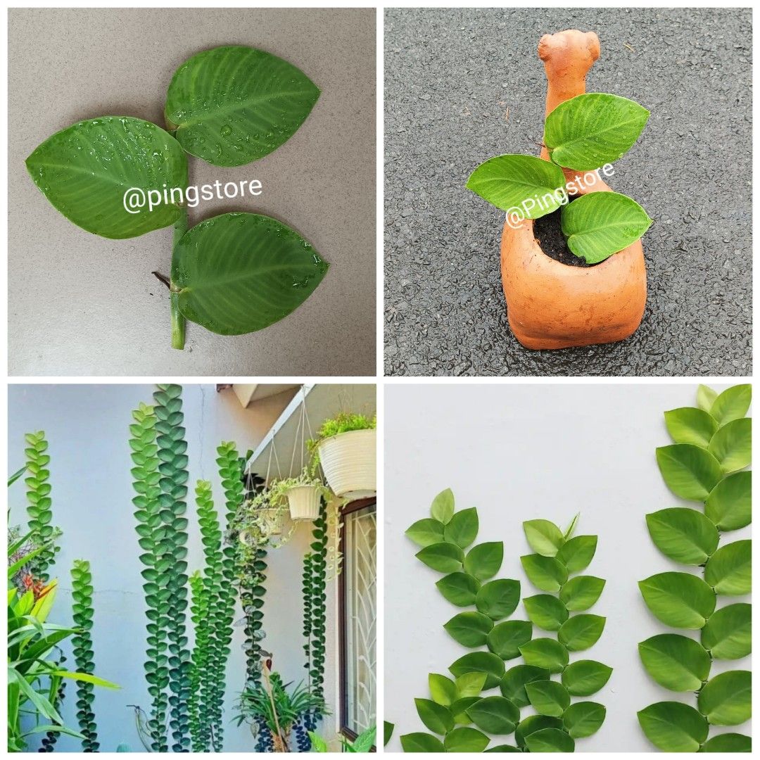 Tanaman Merambat Daun Dollar Besar Dolar Rambat Hias Hidup Stek dan ...
