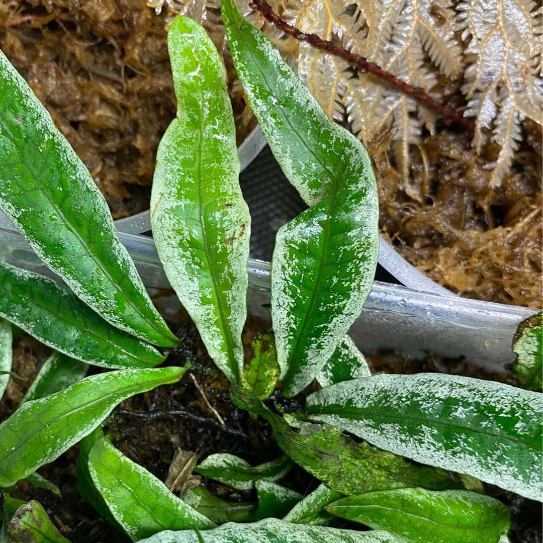 Variegated Java fern (Rare), terrarium, paludarium, Furniture & Home ...