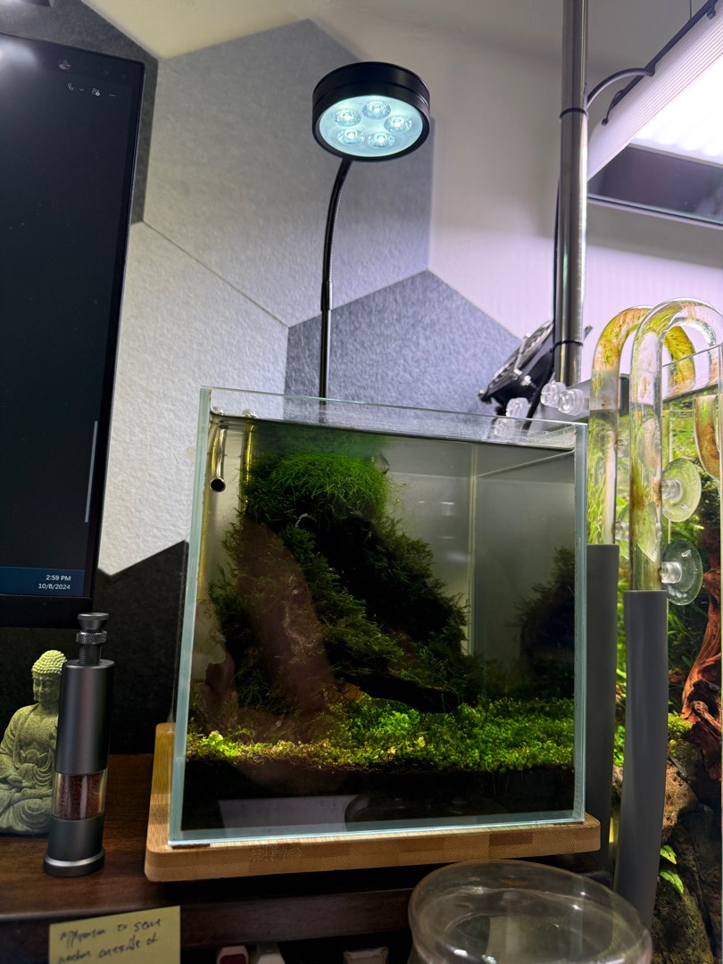 20cm Cube Tank set with TRU Canister Filter, Pet Supplies, Homes ...
