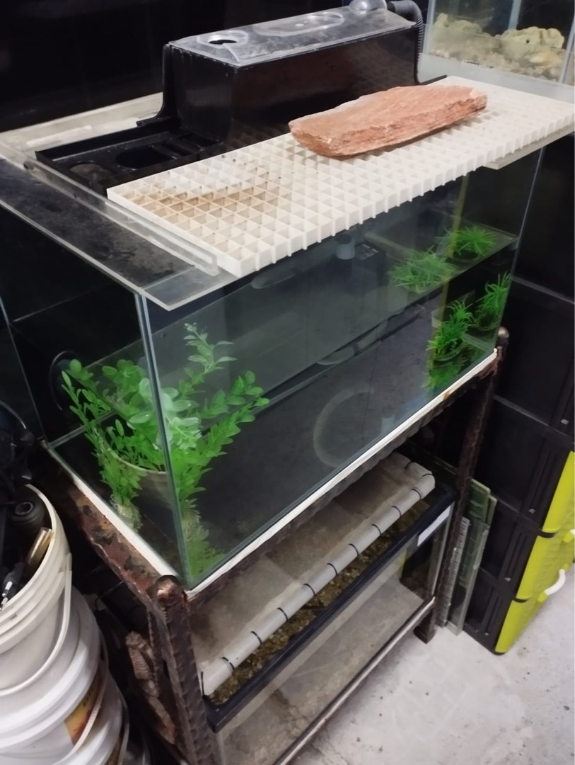 2ft Fish Tank With Double Tier Rack, Pet Supplies, Homes & Other Pet ...