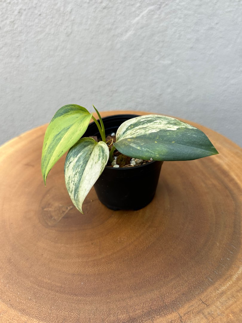 Scindapsus Hederaceus Blue Aurea, Furniture & Home Living, Gardening ...