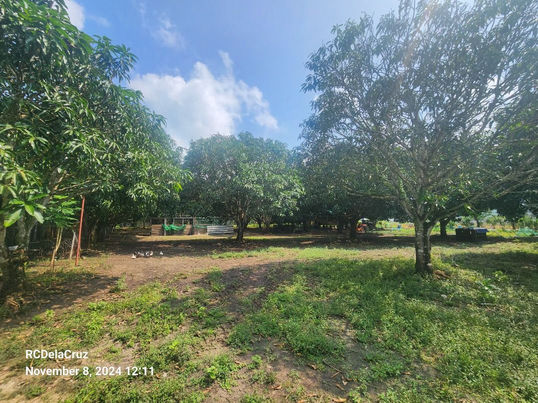 Fruit Producing 1.5 hectares Mango Farm Lot For Sale in San Juan ...