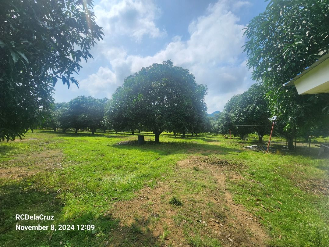 Fruit Producing 1.5 hectares Mango Farm Lot For Sale in San Juan ...