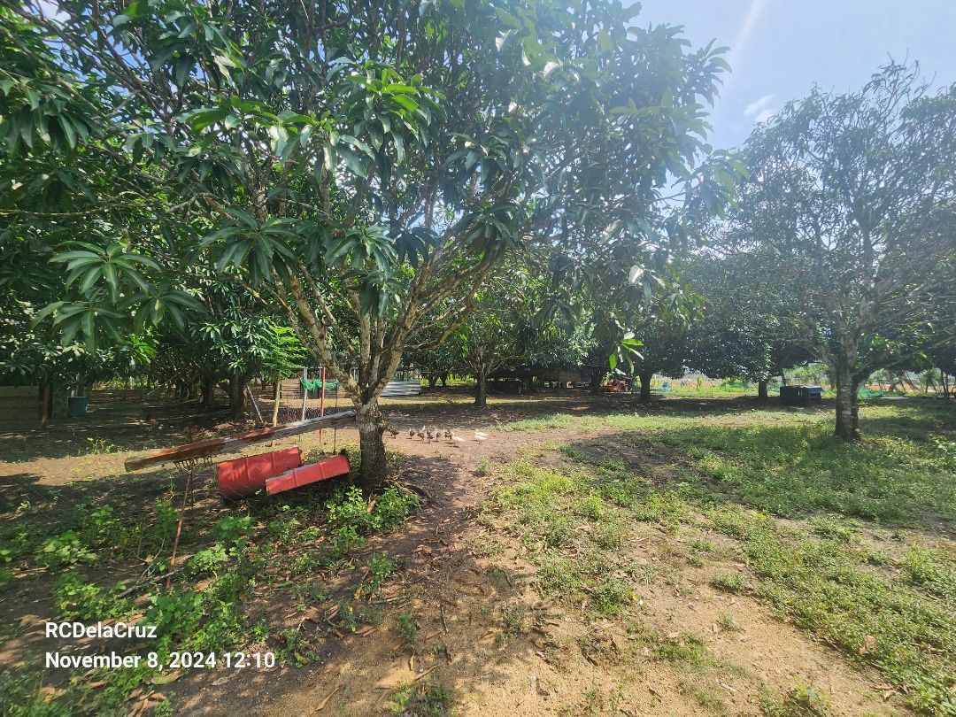 Fruit Producing 1.5 hectares Mango Farm Lot For Sale in San Juan ...