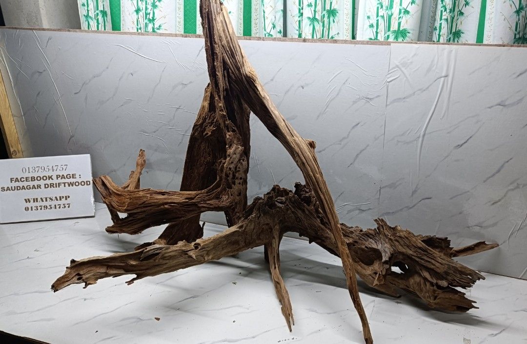 kayu hiasan aquarium 3 driftwood besar tank 5 kaki Pontian-JB free ...