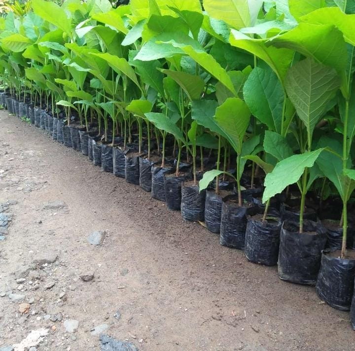 Bibit Tanaman Kayu Jati Unggul Asli Purworejo Siap Tanam Murah ...