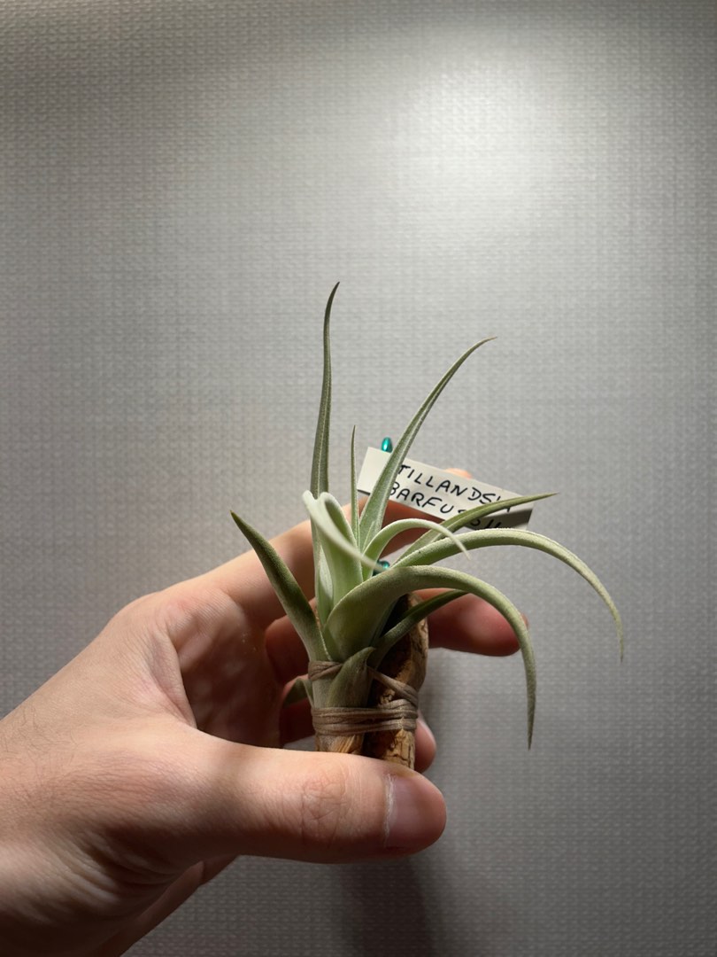 Tillandsia barfussii, Furniture & Home Living, Gardening, Plants ...