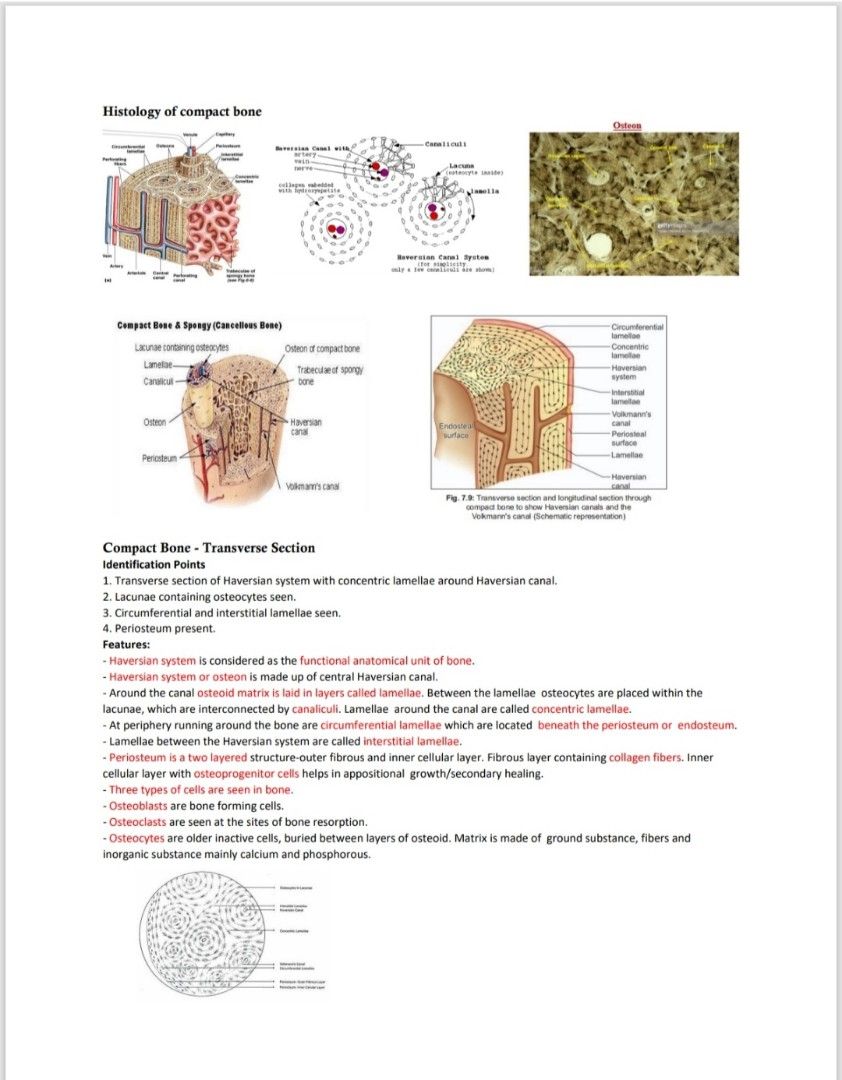 Anatomy Notes PDF, Hobbies & Toys, Books & Magazines, Assessment Books ...