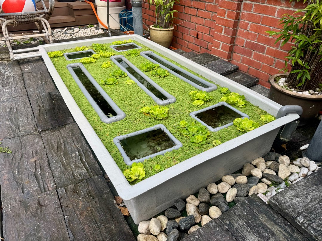 Azolla Floating Plant, Furniture & Home Living, Gardening, Plants ...