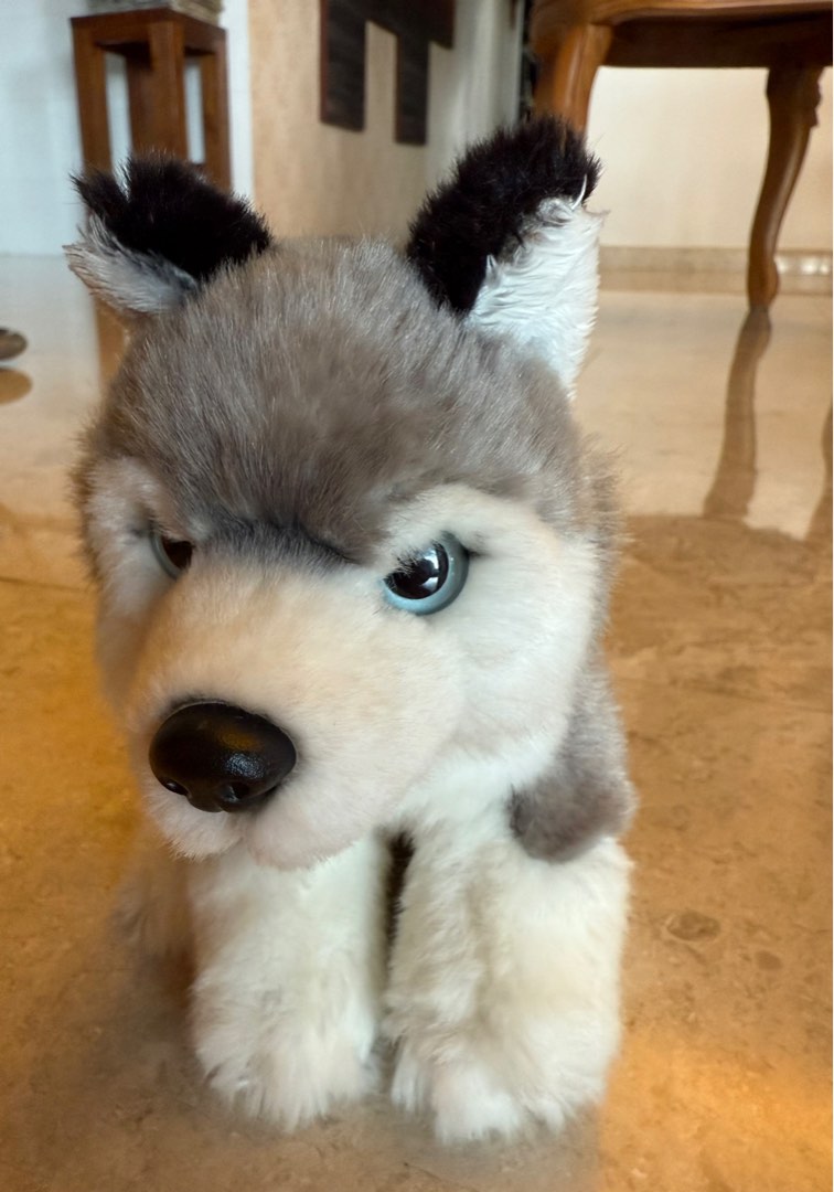 Husky Soft Toy (New Zealand), Hobbies & Toys, Toys & Games on Carousell