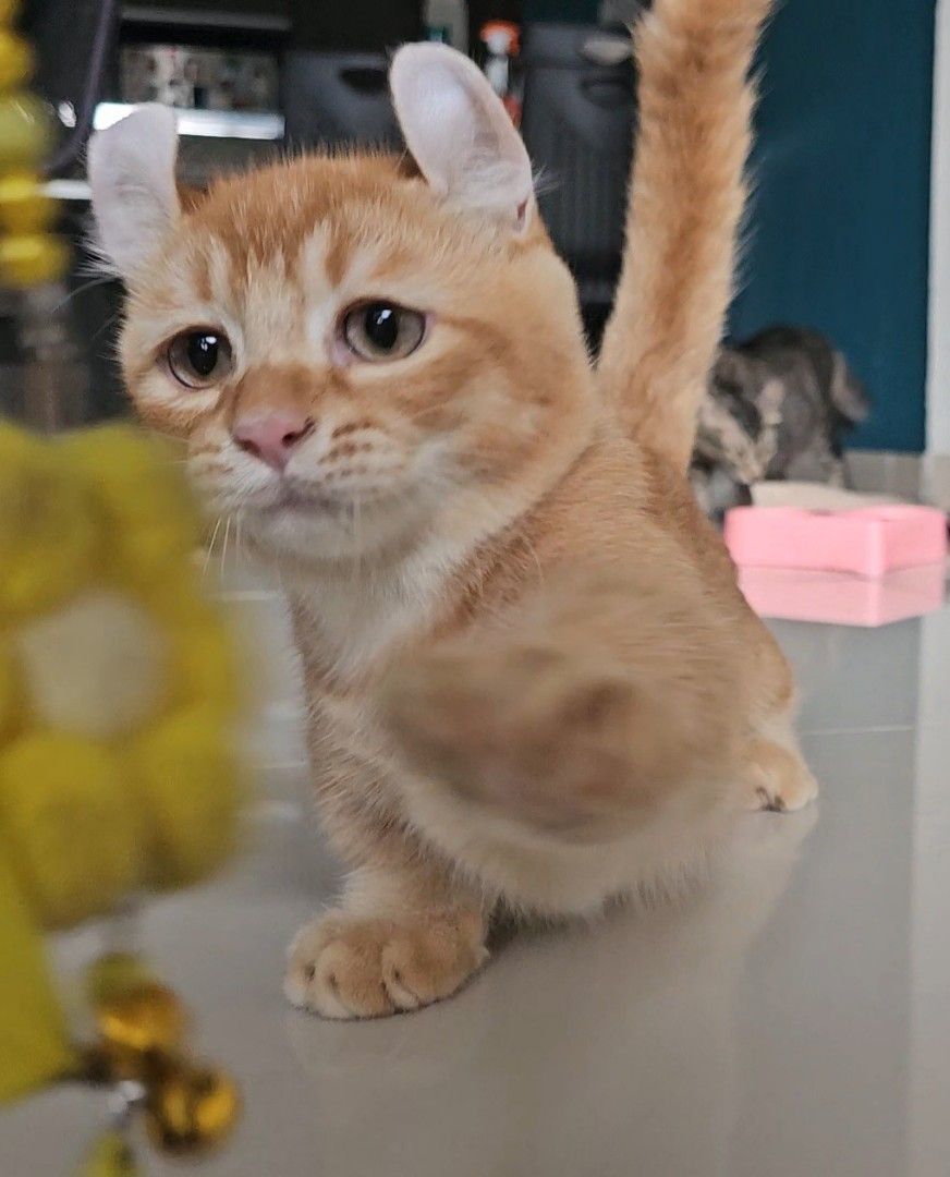 Mating male cat hosting, Pet Supplies, Health & Grooming on Carousell