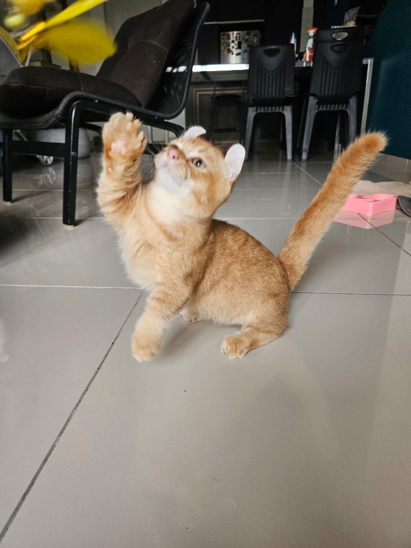 Mating male cat hosting, Pet Supplies, Health & Grooming on Carousell