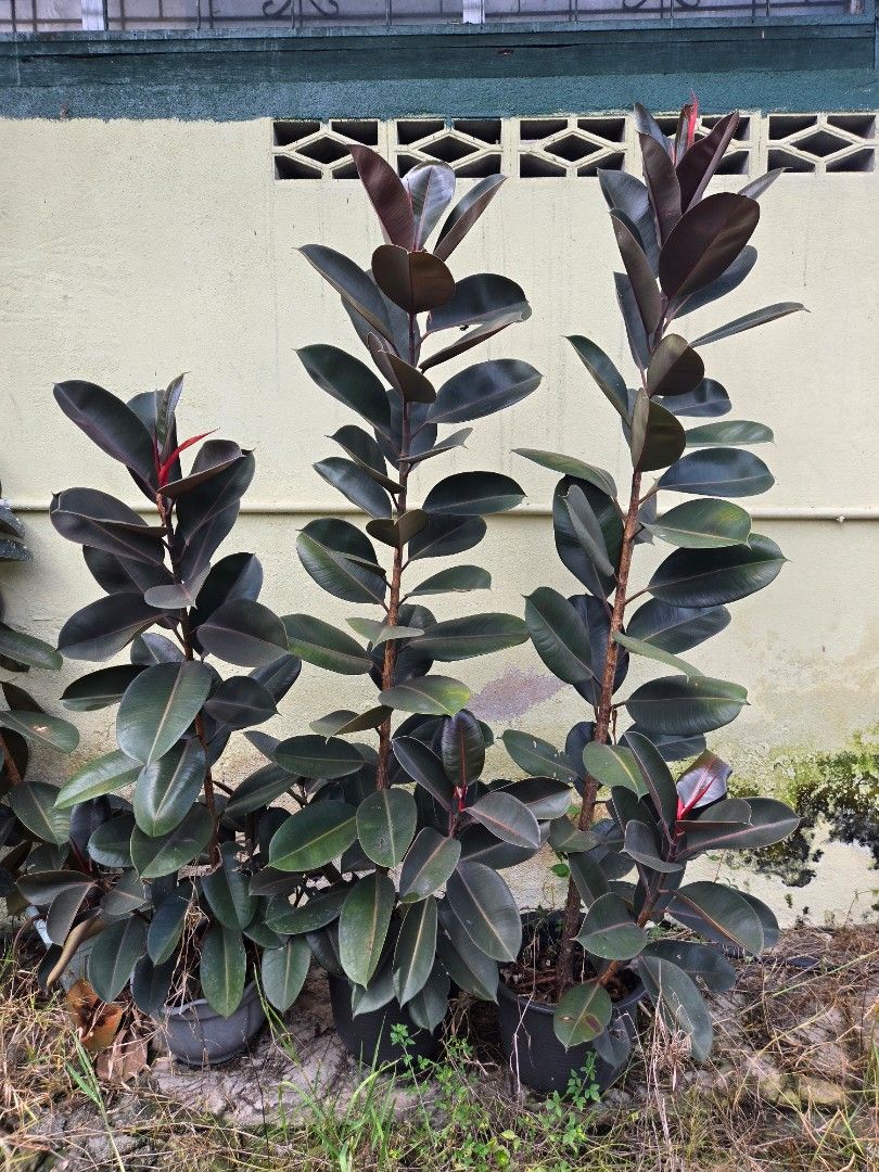 (ficus elastica) (Rubber fig) (LIVE PLANT), Furniture & Home Living ...