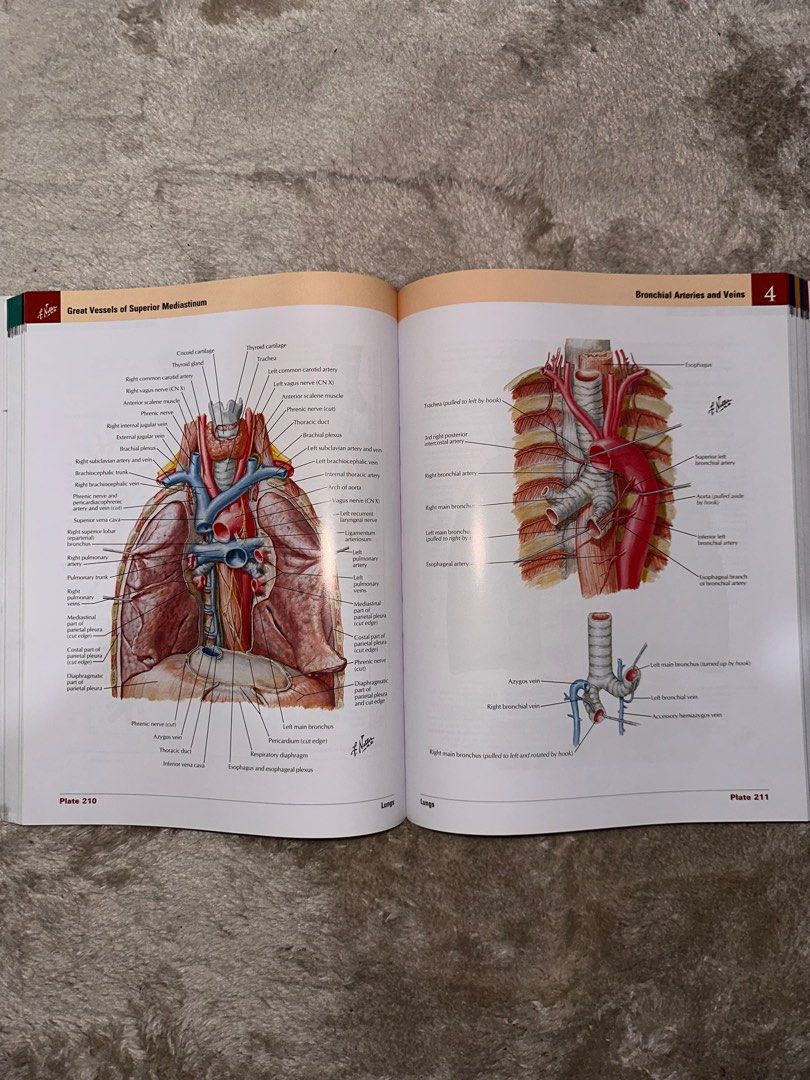 Netter's Atlas of Human Anatomy 7th ed., Hobbies & Toys, Books ...