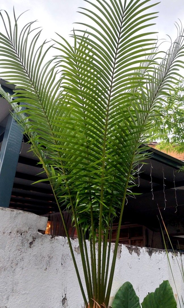 Pokok cycas / paku aji / cycad / plant / cactus / pot / paku laut ...