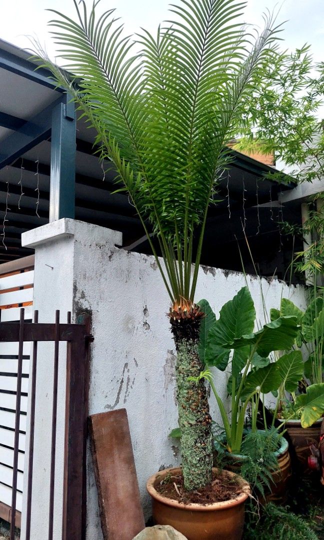 Pokok cycas / paku aji / cycad / plant / cactus / pot / paku laut ...
