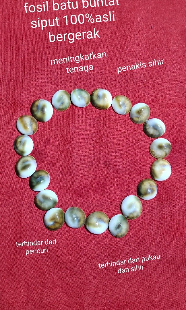 Fosil buntat siput dua alam asli 100% bergerak, Everything Else, Others ...