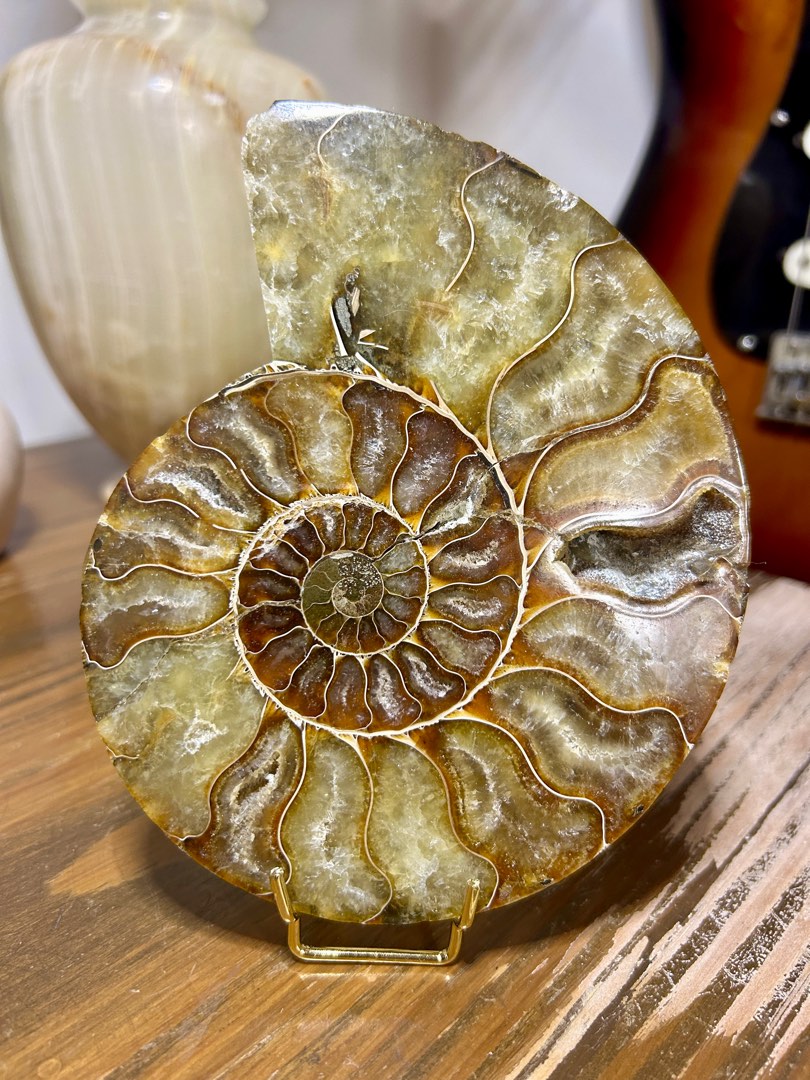 Giant Ammonite Ancient Fossil, Hobbies & Toys, Memorabilia ...