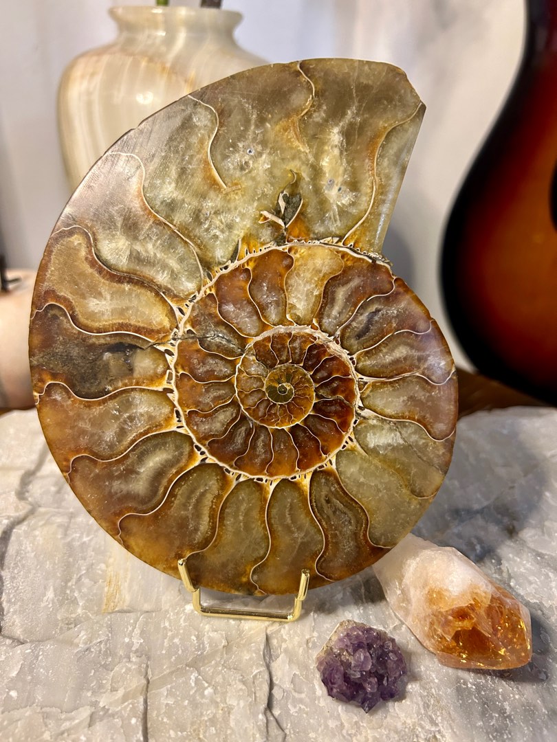Giant Ammonite Ancient Fossil, Hobbies & Toys, Memorabilia ...