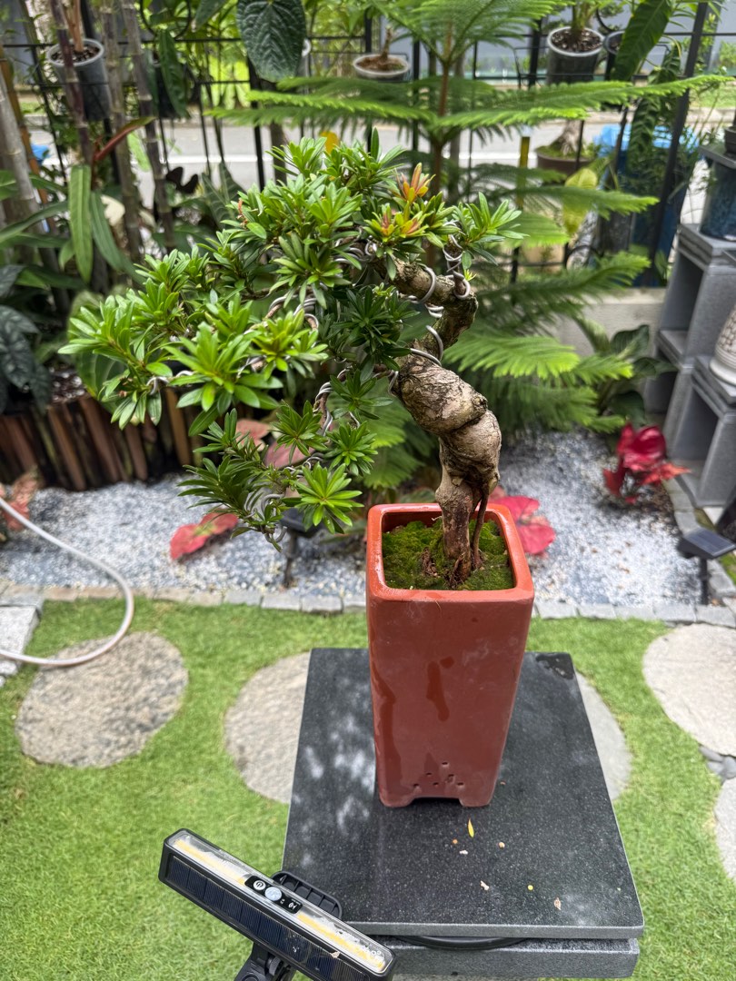 Red Podocarpus Luo Han Song Bonsai - Semi-Cascade style, Furniture ...