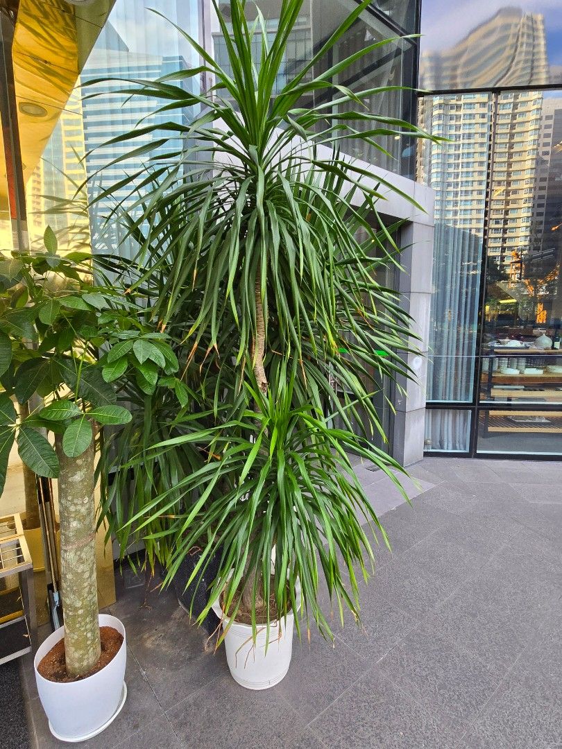 Yucca Yuka Plant, Furniture & Home Living, Gardening, Plants & Seeds on ...